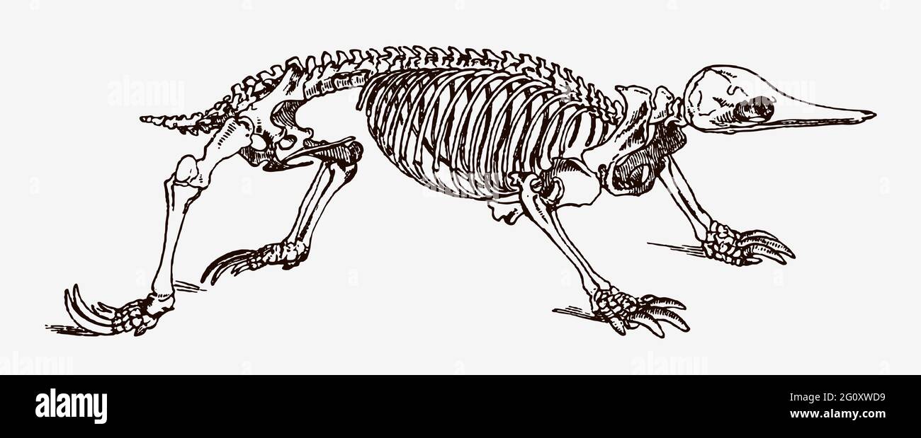 Short beaked echidna Stock Vector Images - Alamy