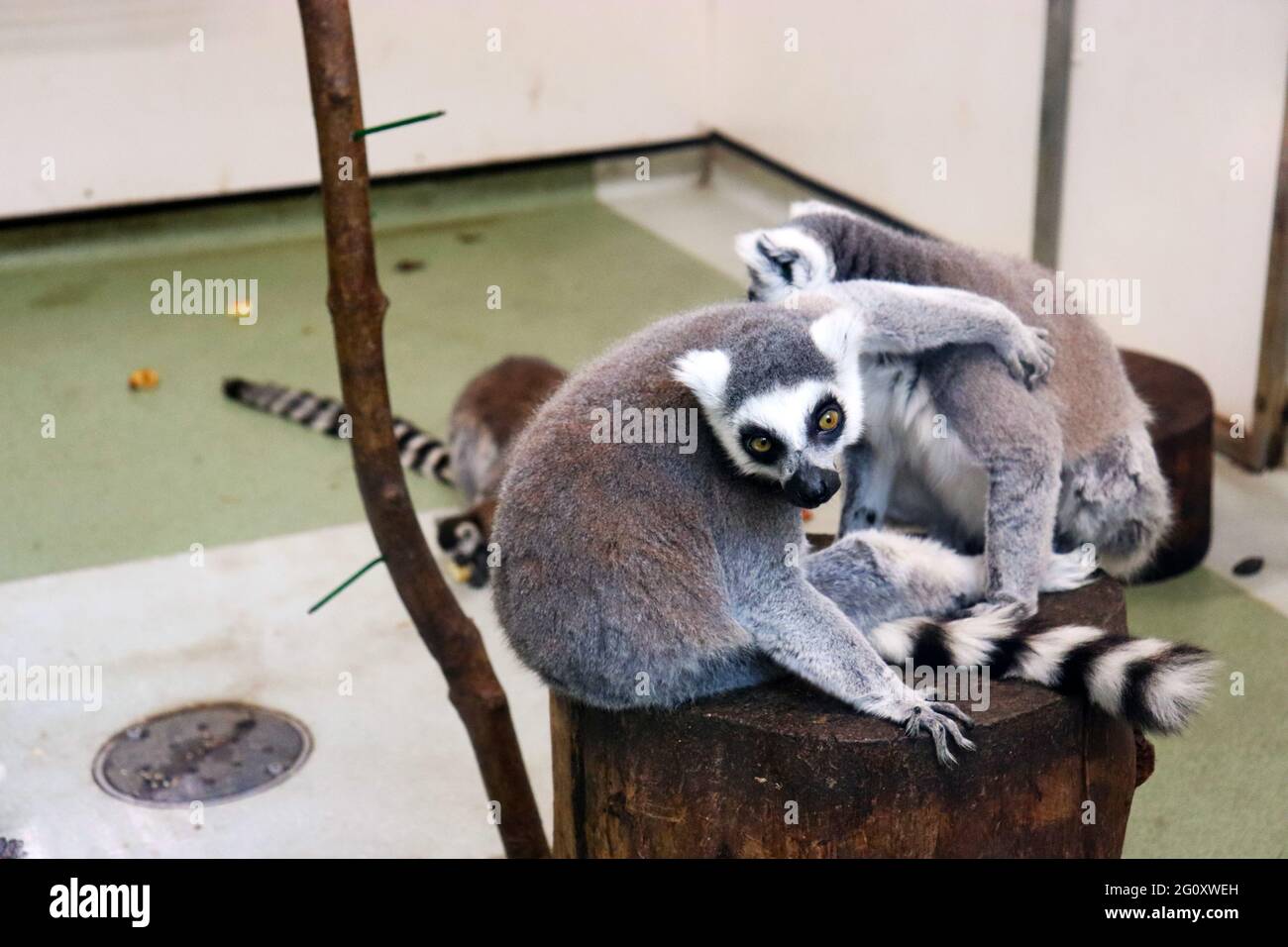Ring Lemur in captivity Stock Photo - Alamy