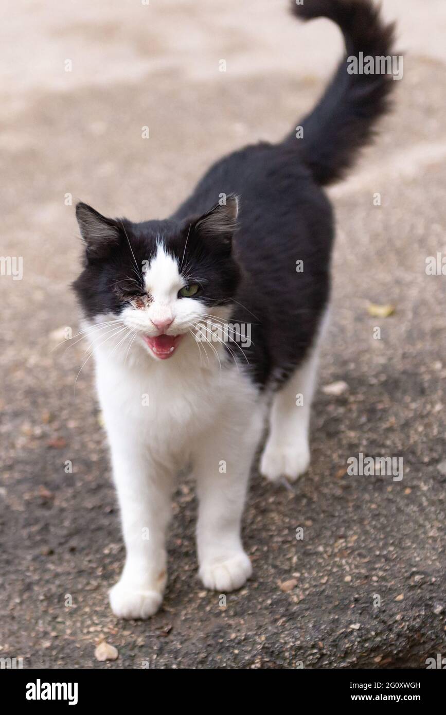 Black Cat Missing An Eye