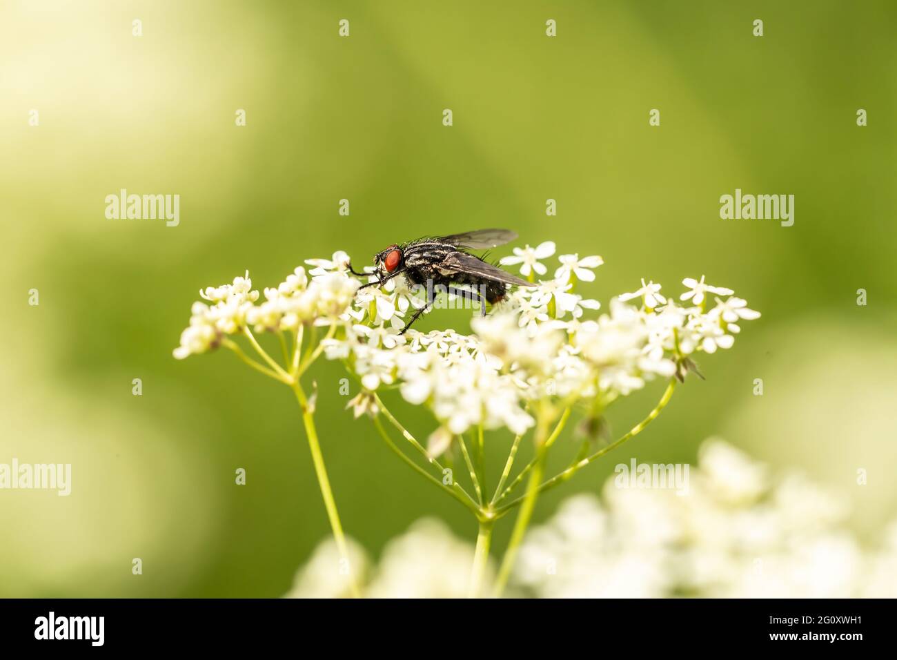 Corpse fly hi-res stock photography and images - Alamy