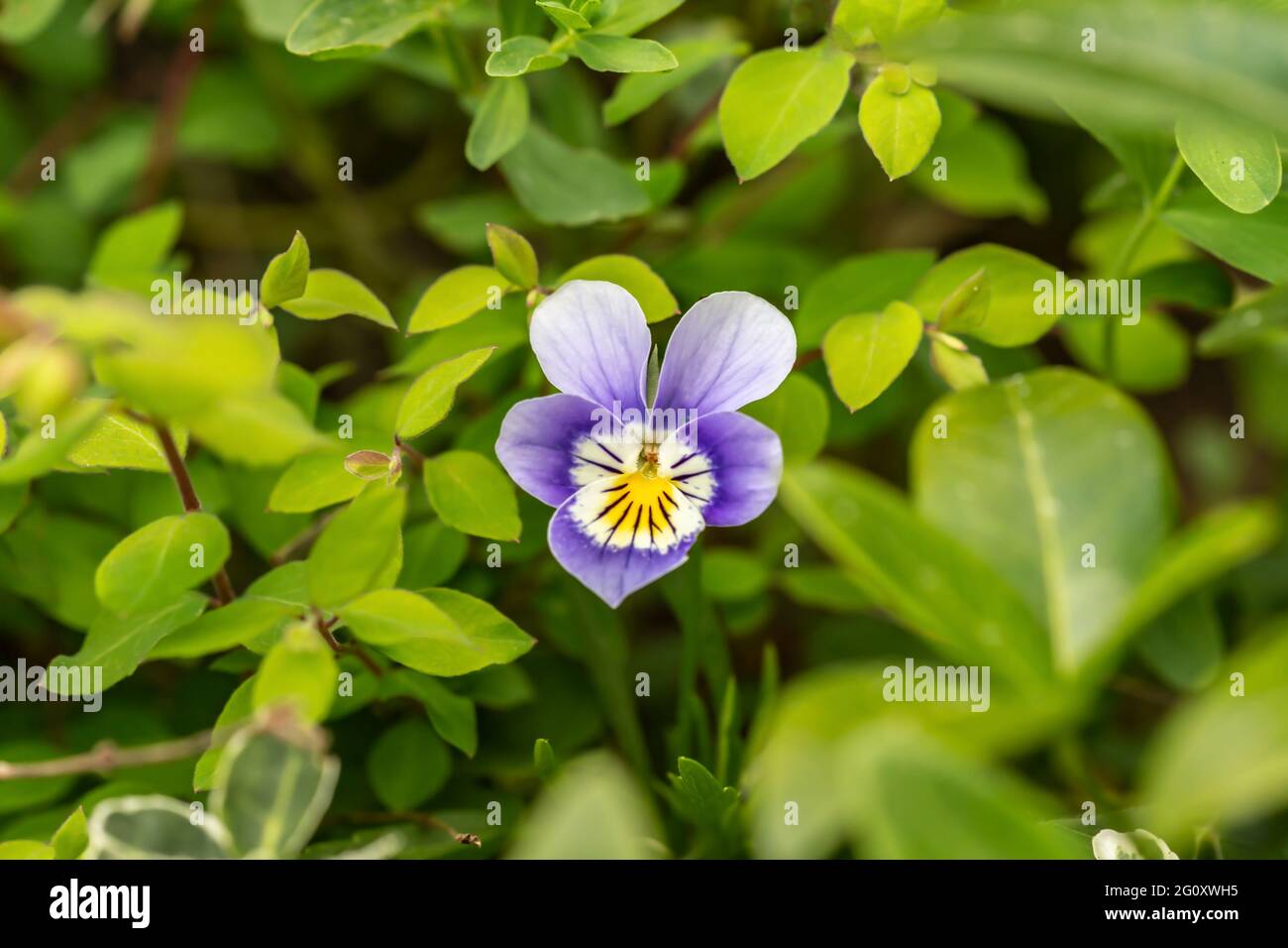Viola portalesia hi-res stock photography and images - Alamy