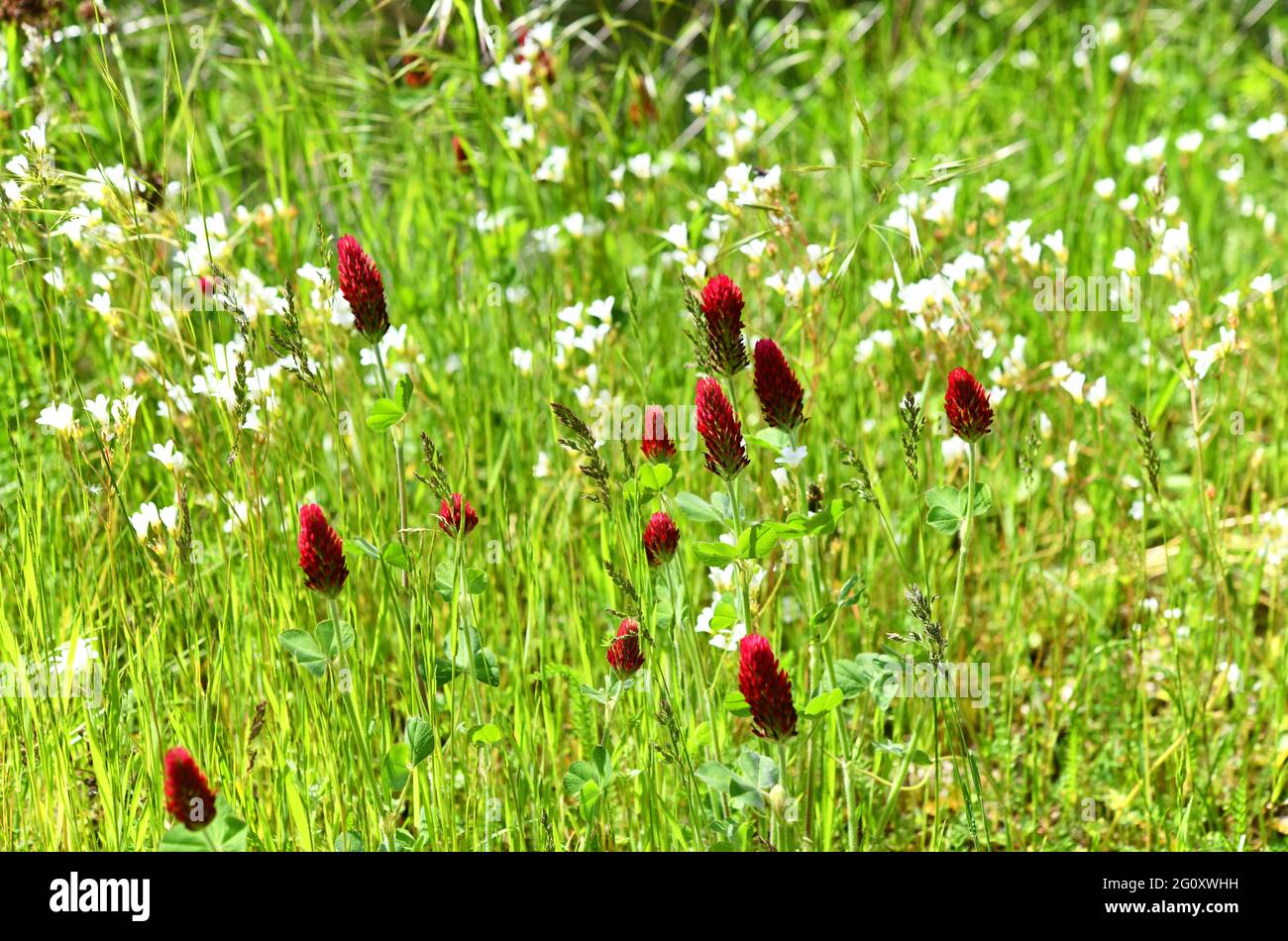 Blood Clover High Resolution Stock Photography and Images - Alamy