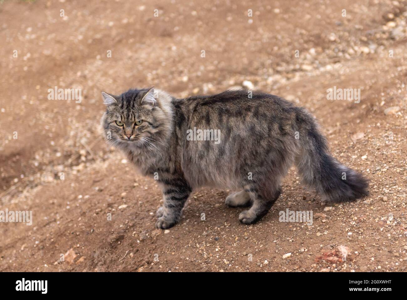 Shaggy cat hi-res stock photography and images - Alamy