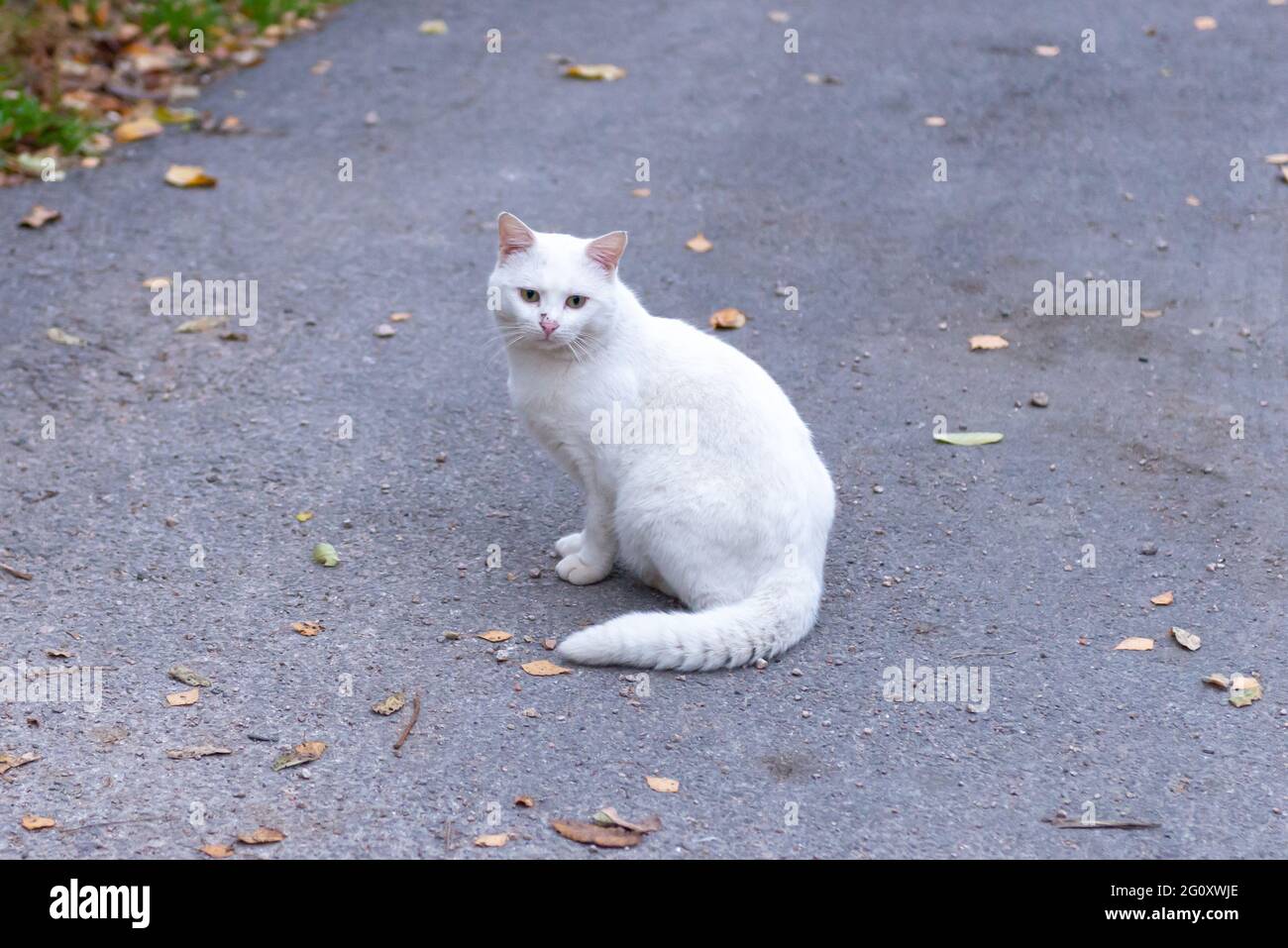 A white cat sits on the asphalt. The cat has turned its head and is ...