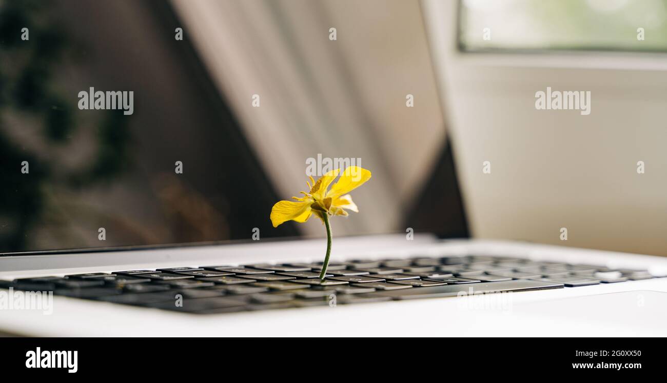 Laptop keyboard with yellow flower growing on it. Green IT computing ...