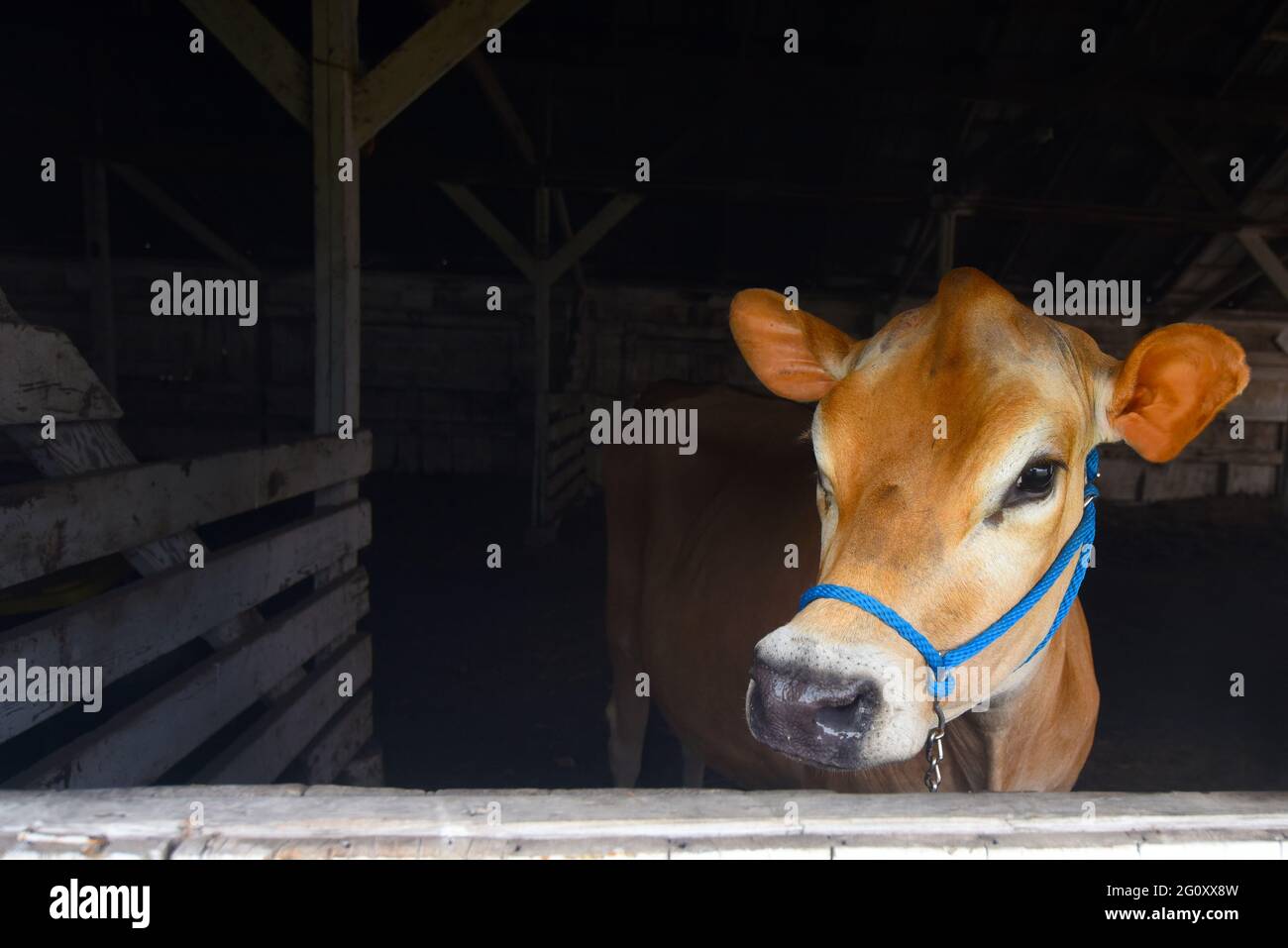 Farm animals in window hi-res stock photography and images - Alamy