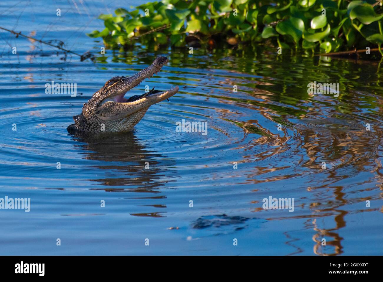 Alligator Eating Bird High Resolution Stock Photography and Images - Alamy