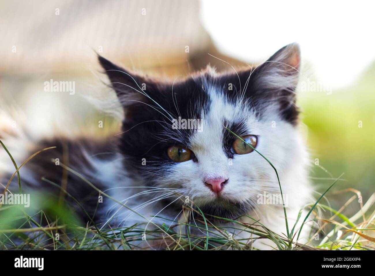 Defocus cute black and white cat, kitten with yellow eyes seating on ...