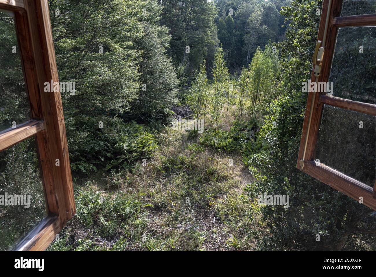 Beautiful view of a green forest with dense trees from an open wooden ...