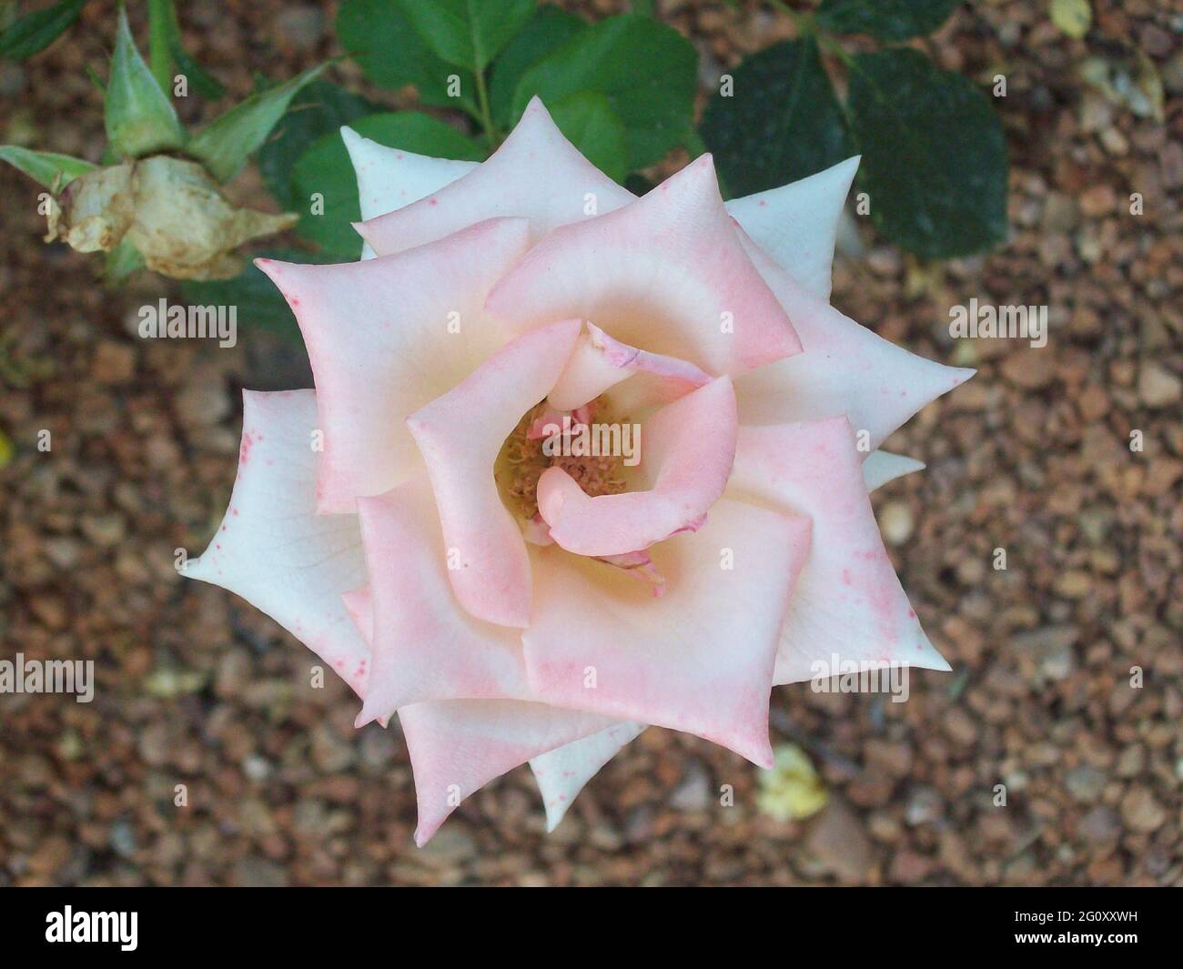 Top view of the blossomed pink rose in the garden Stock Photo - Alamy