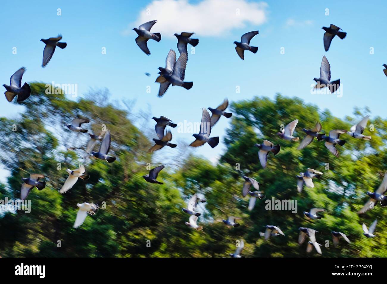Stunning view of a flack of pigeons flying over the garden on a sunny ...