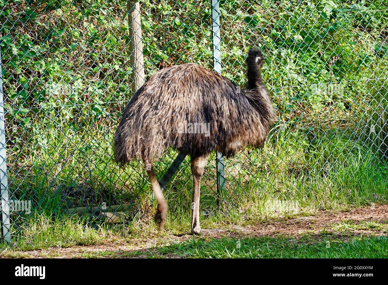 Side view of an Emu hairy bird on the farm on a sunny day Stock Photo ...