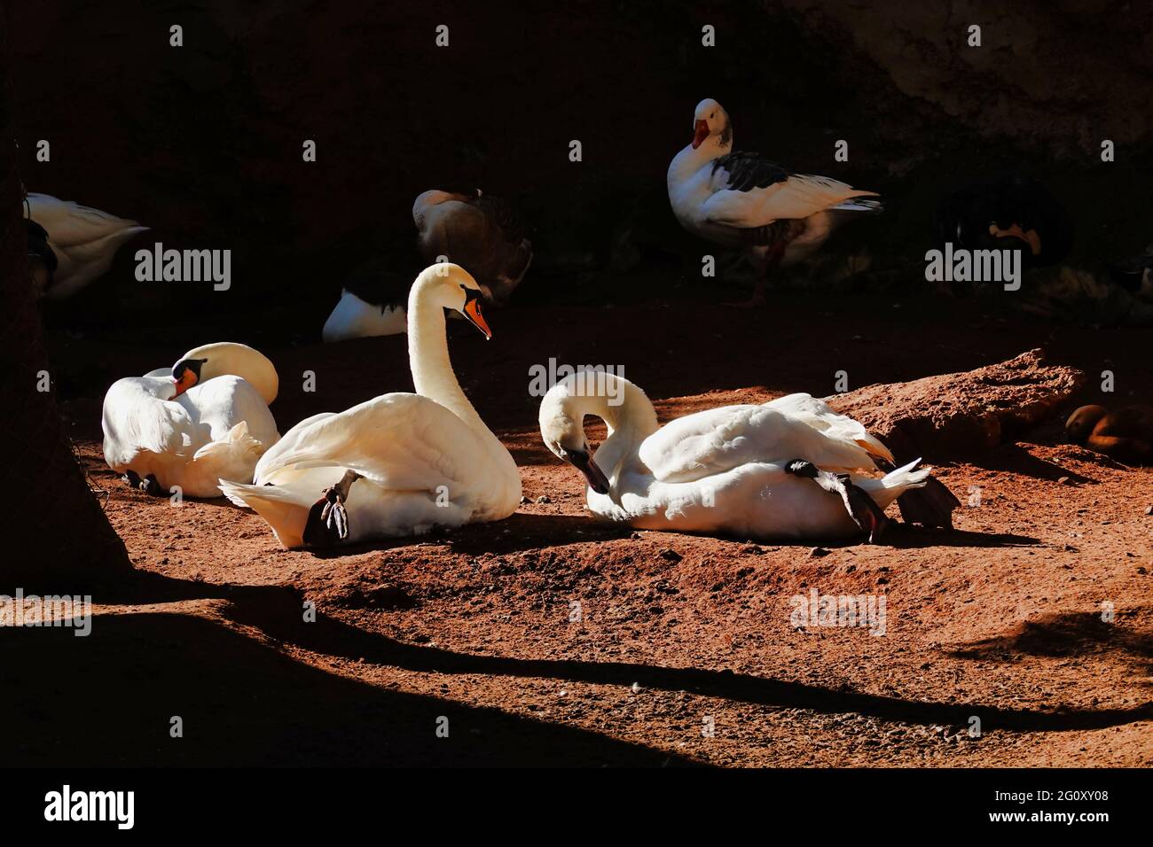 Group of cute Anatidae resting on the ground at sunset Stock Photo - Alamy
