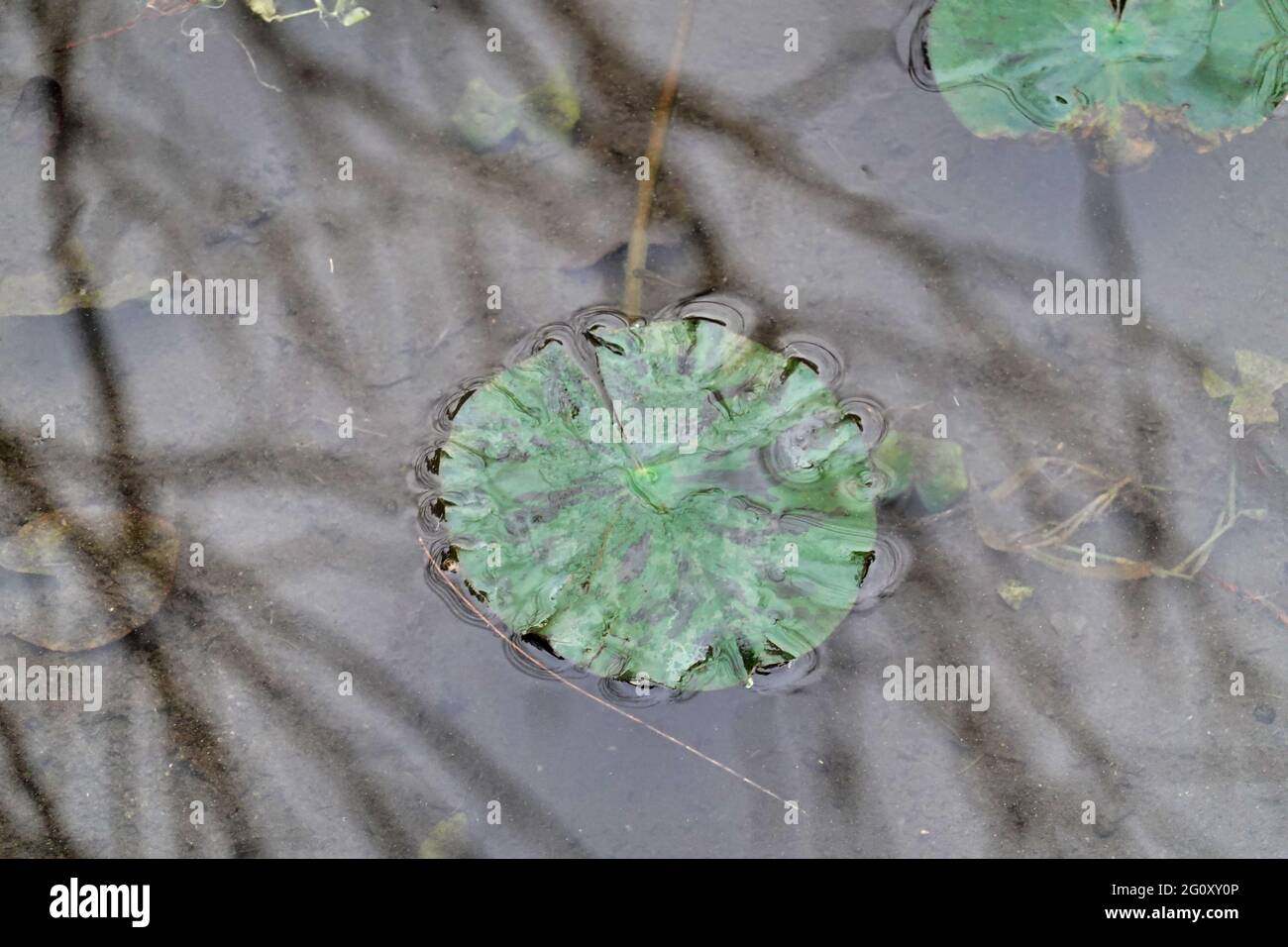 Lily pad floating on top hi-res stock photography and images - Alamy