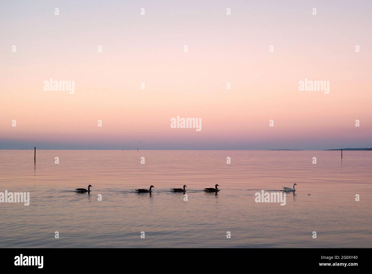 A line of ducks hi-res stock photography and images - Alamy