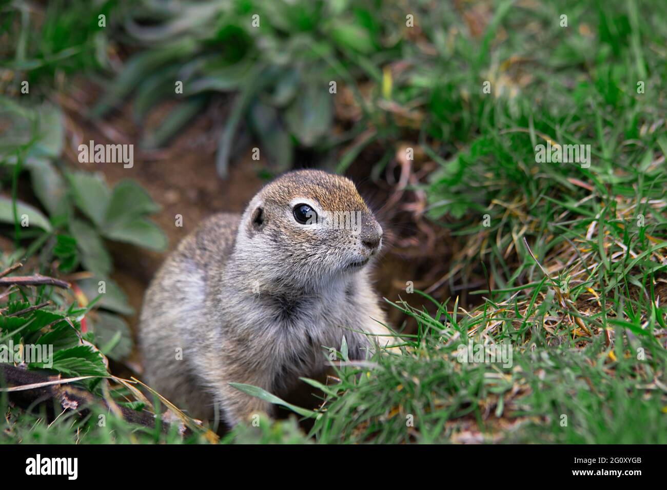 gopher close-up in a burrow Stock Photo - Alamy