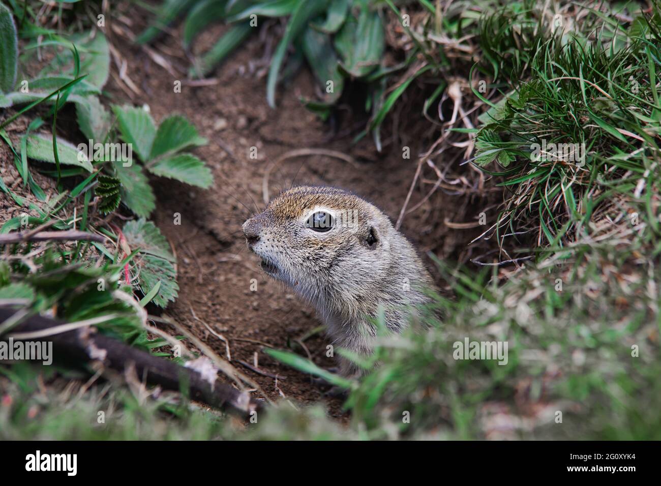 gopher close-up in a burrow Stock Photo - Alamy