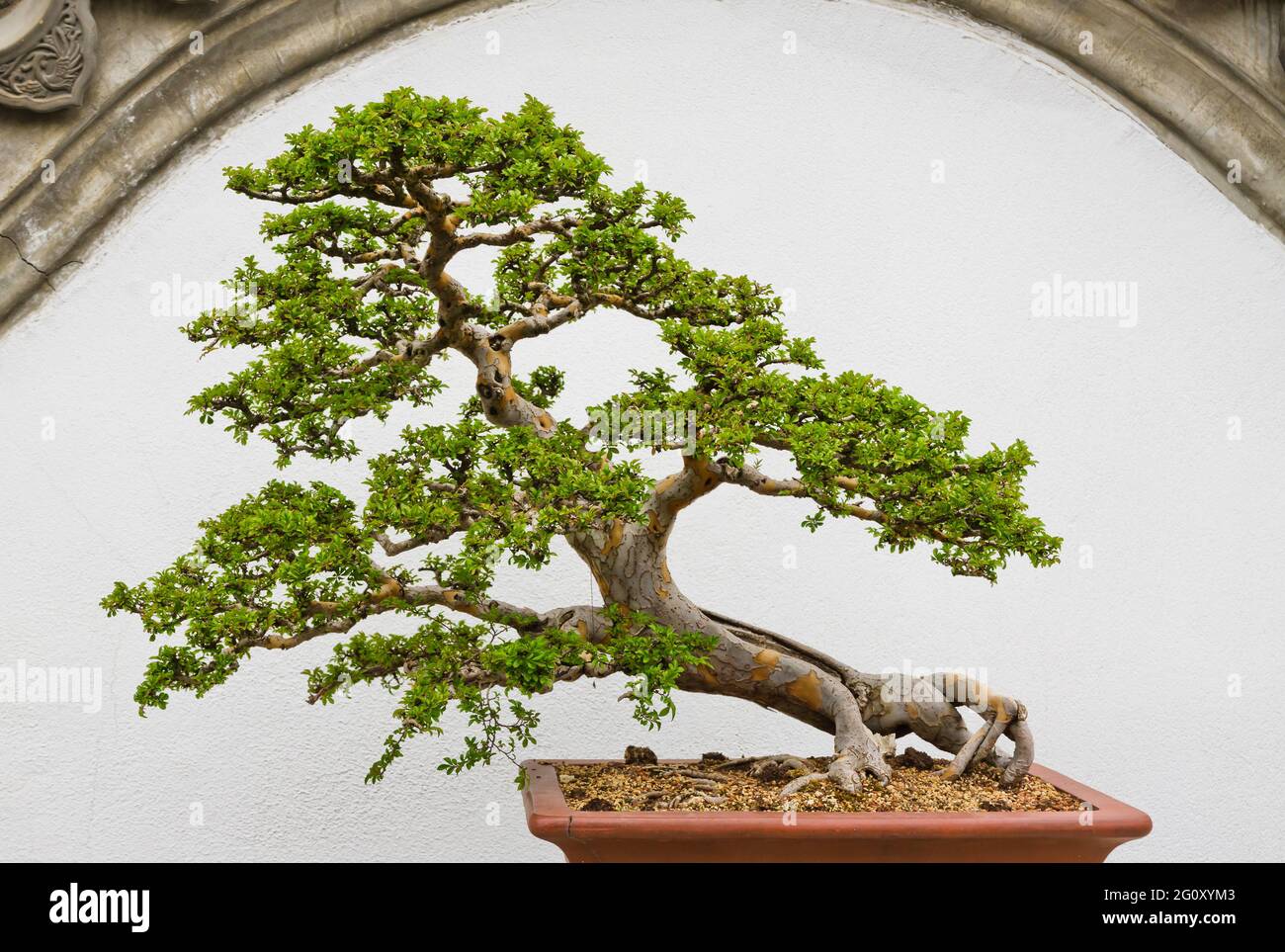 bonsai plant are placed in the china pot Stock Photo - Alamy