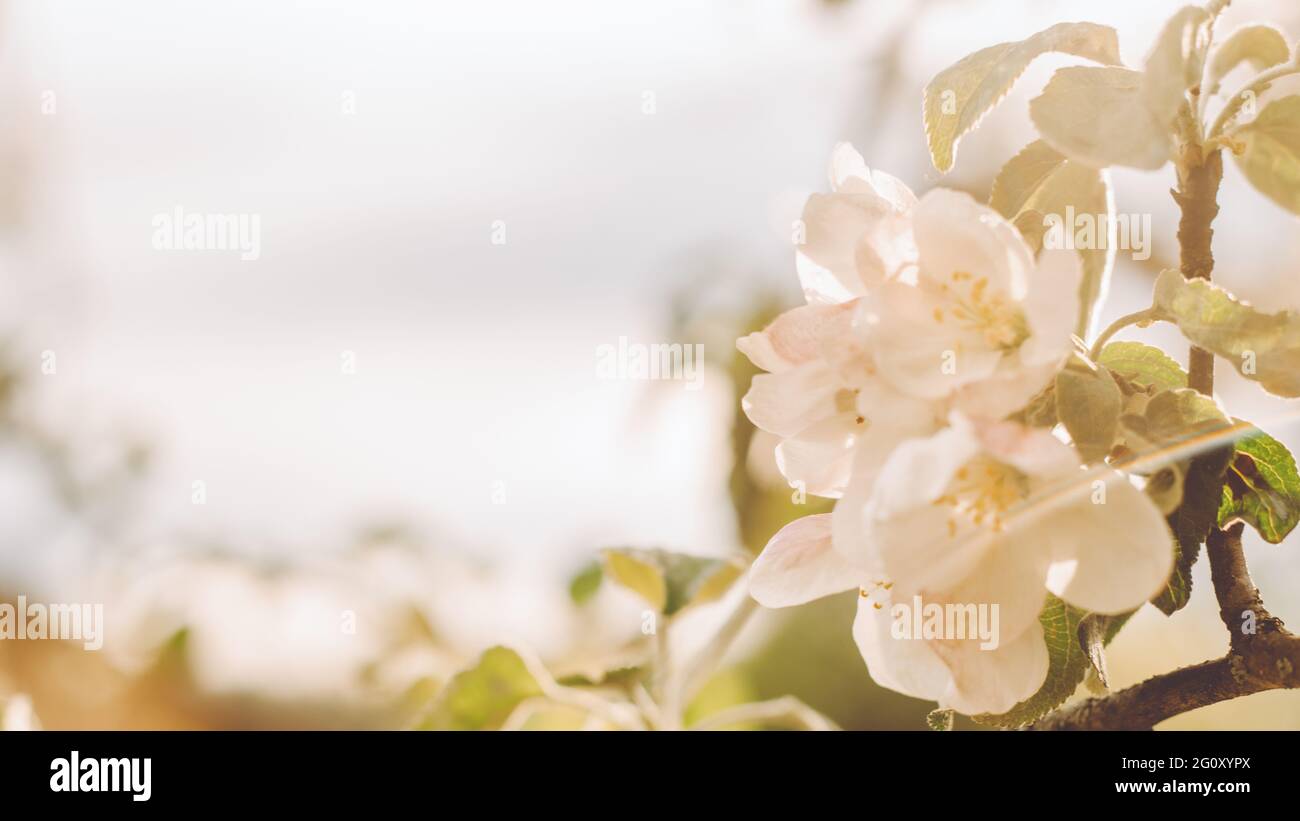 Blurred creative background of apple tree flowers in bloom with bokeh ...
