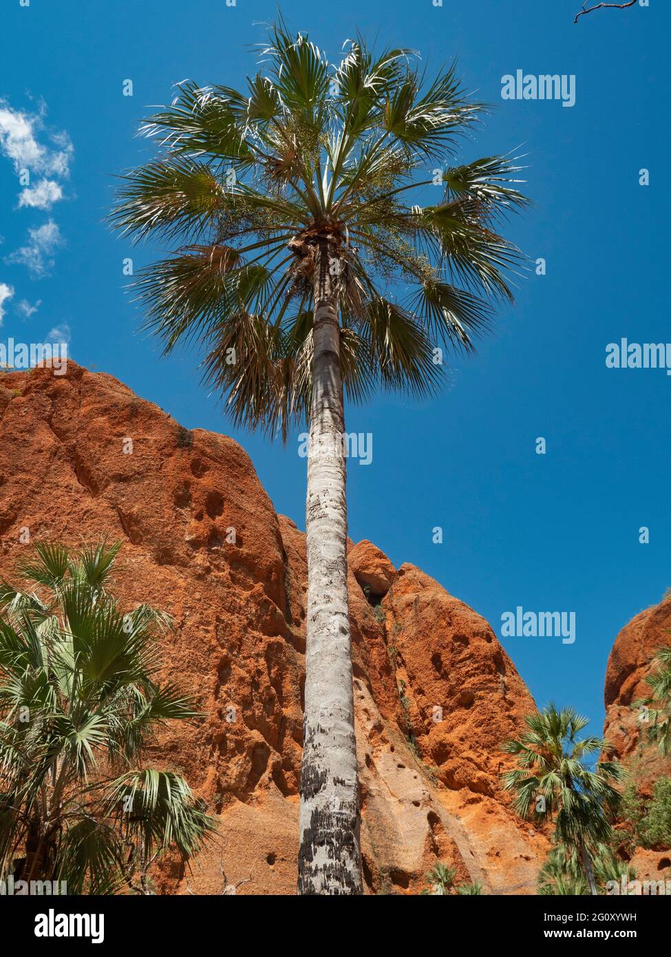 Tall Cabbage-tree palm, Livistona australis, with red cliffs in ...