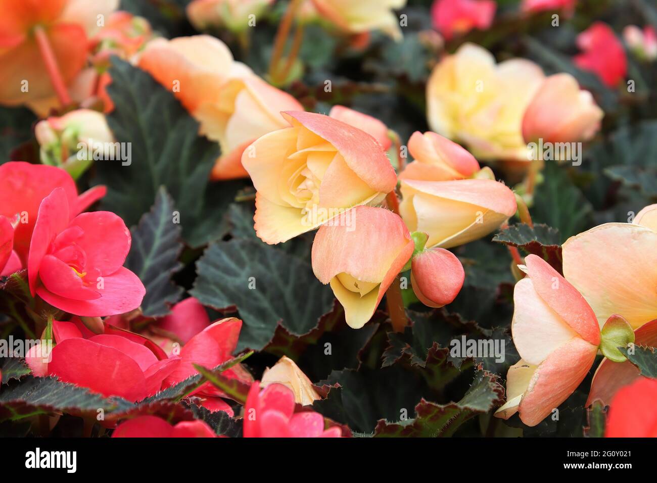 Peach begonia flowers hi-res stock photography and images - Alamy