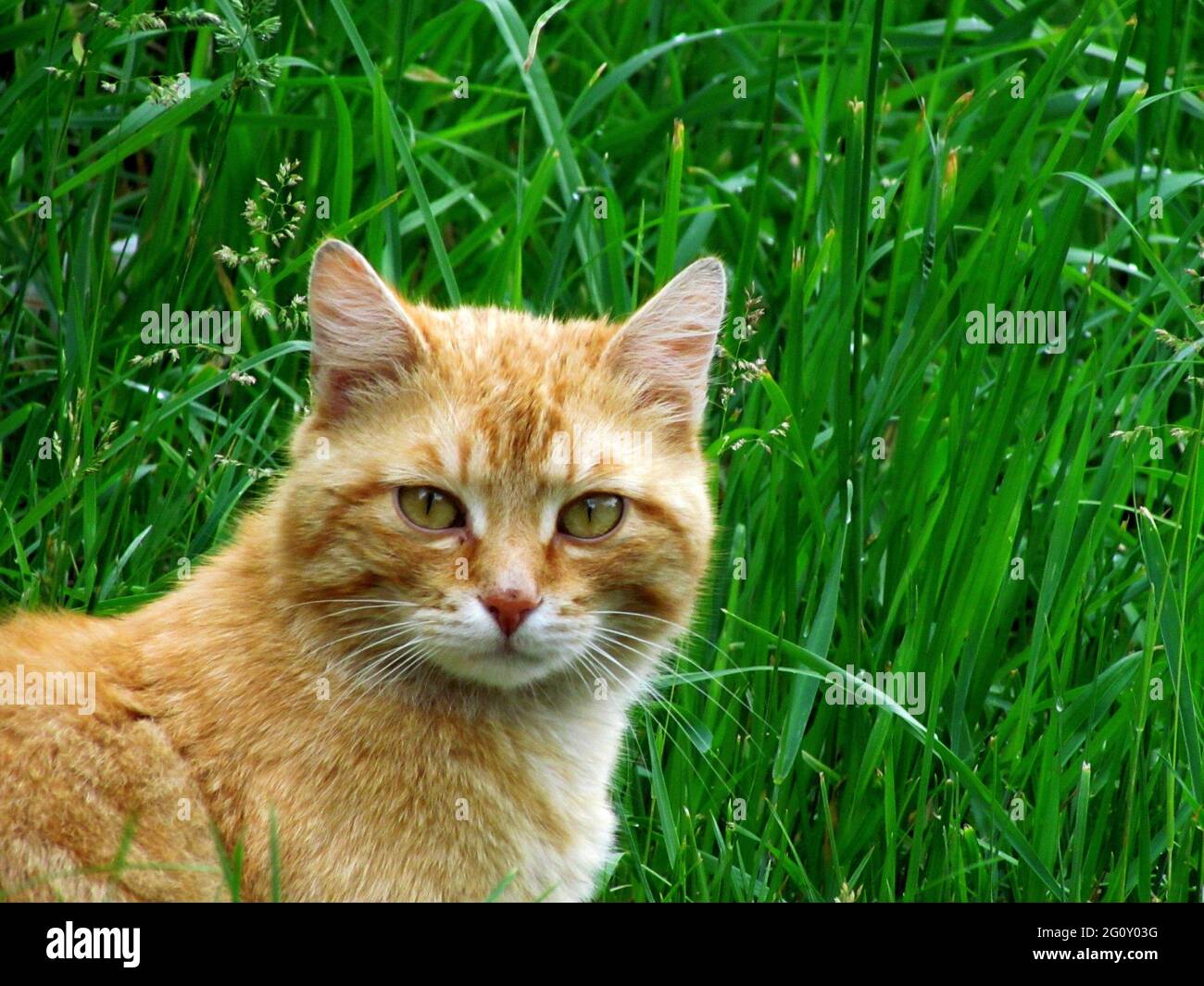 Portrait of red-haired tomcat lurking in grass. Tomcat portrait Stock ...