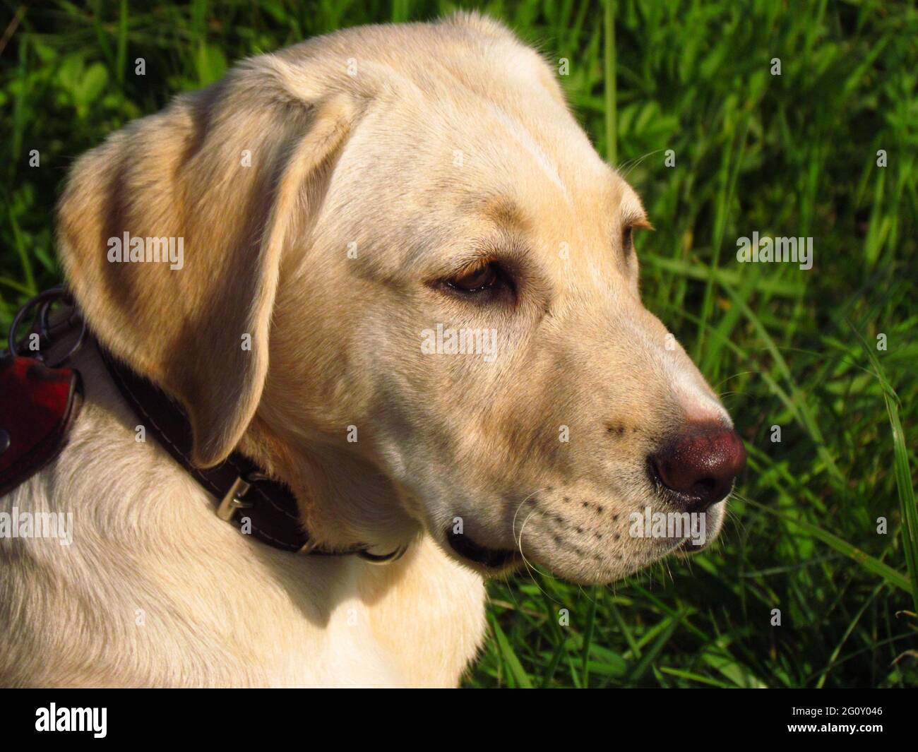 Yellow cute nice labrador hi-res stock photography and images - Alamy