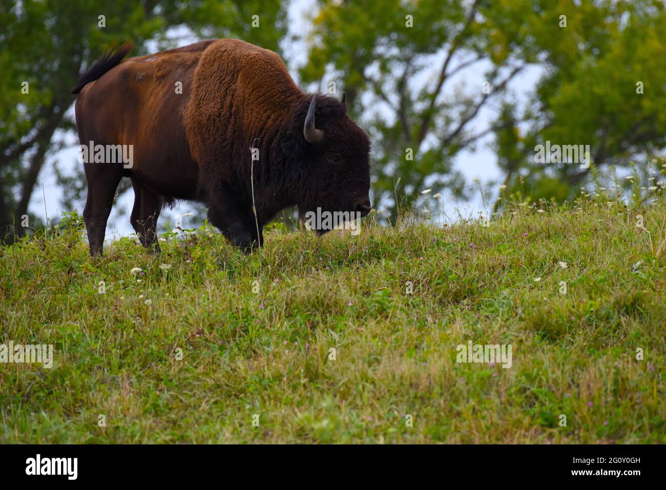 Crest of a hill hi-res stock photography and images - Alamy