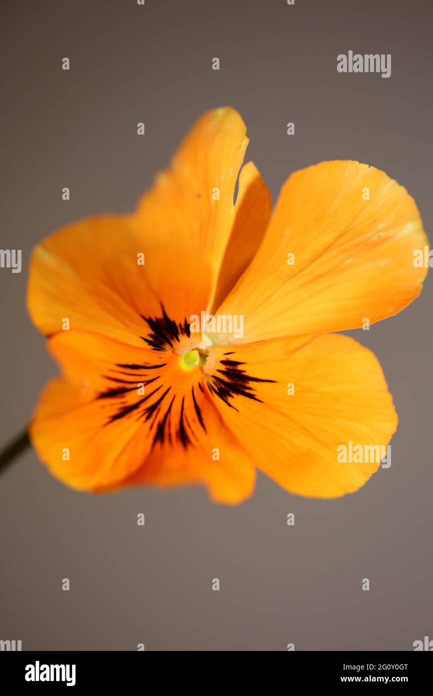 Orange viola flower blossom family violaceae close up botanical ...