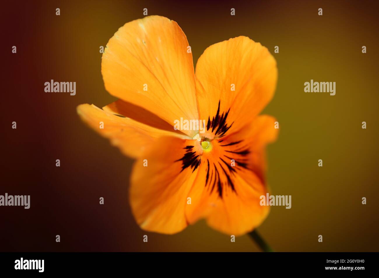 Orange viola flower blossom family violaceae close up botanical ...