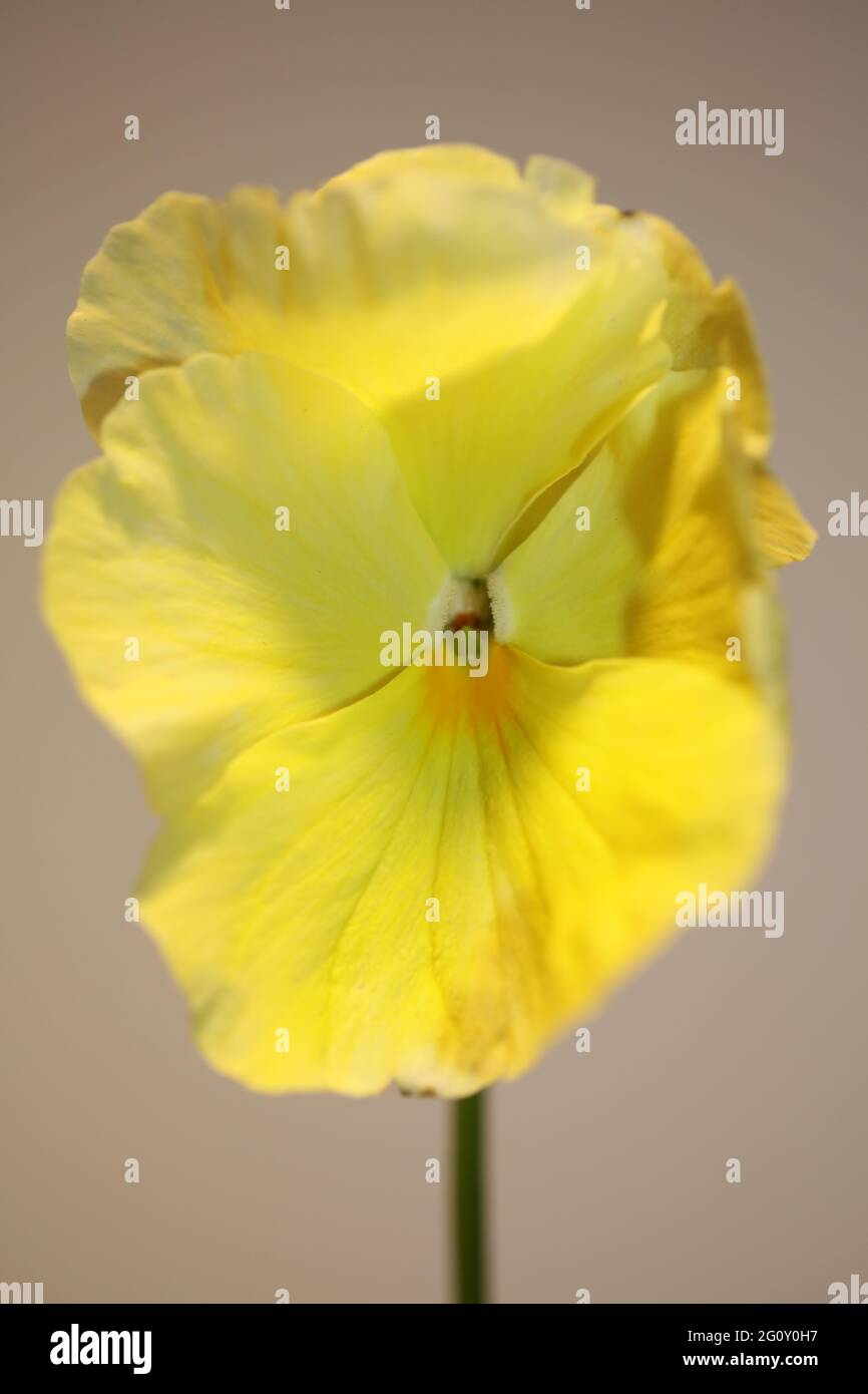 Yellow viola flower blossom family violaceae close up botanical ...