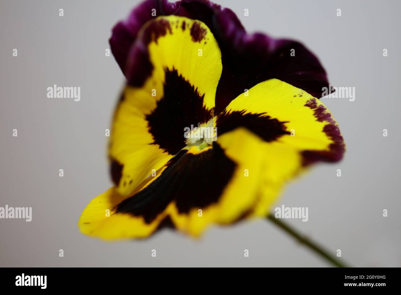 Colorful viola flower blossom family violaceae close up botanical ...