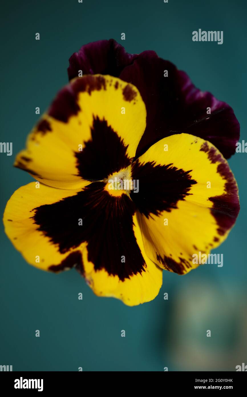 Colorful viola flower blossom family violaceae close up botanical ...