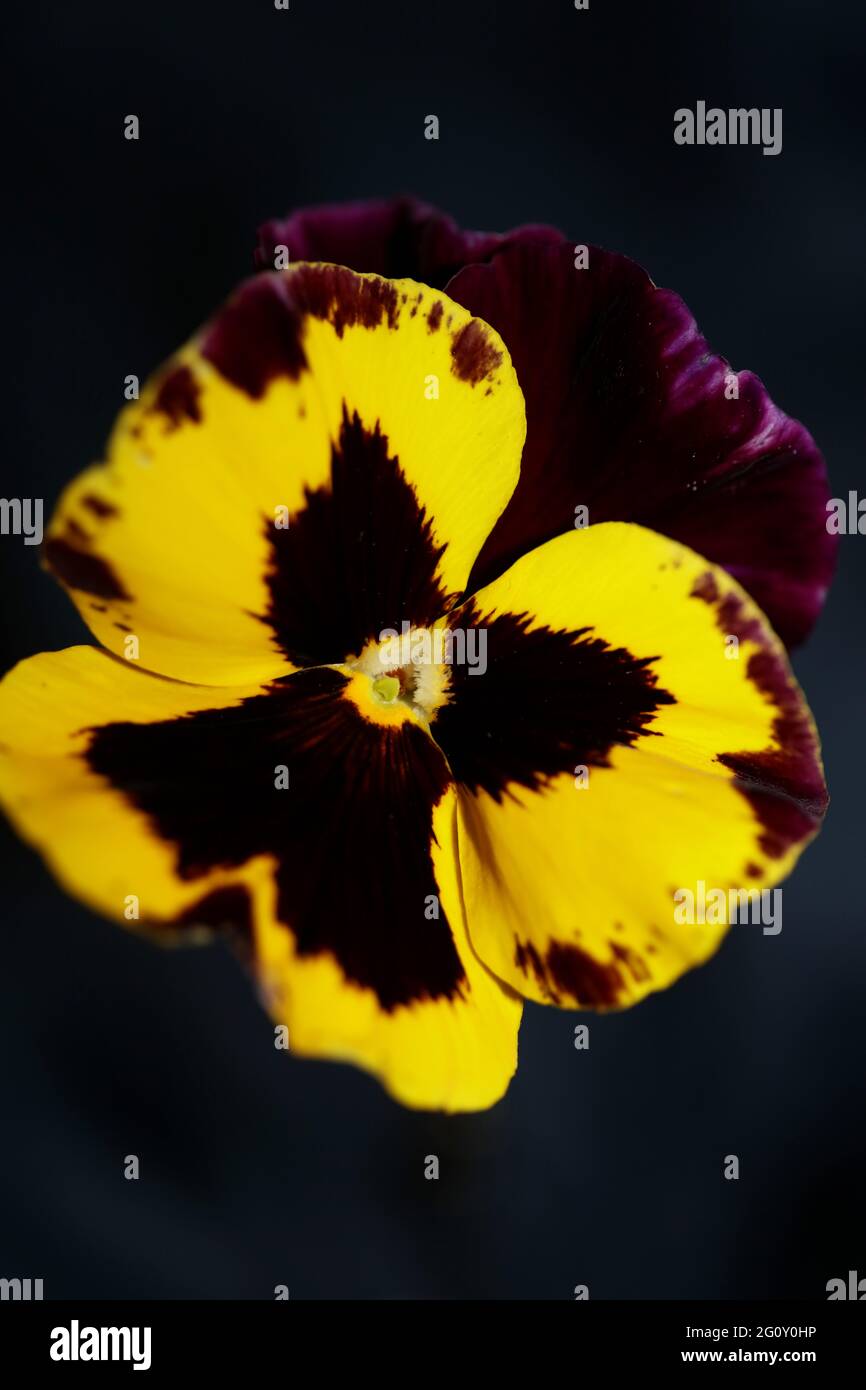 Colorful viola flower blossom family violaceae close up botanical ...