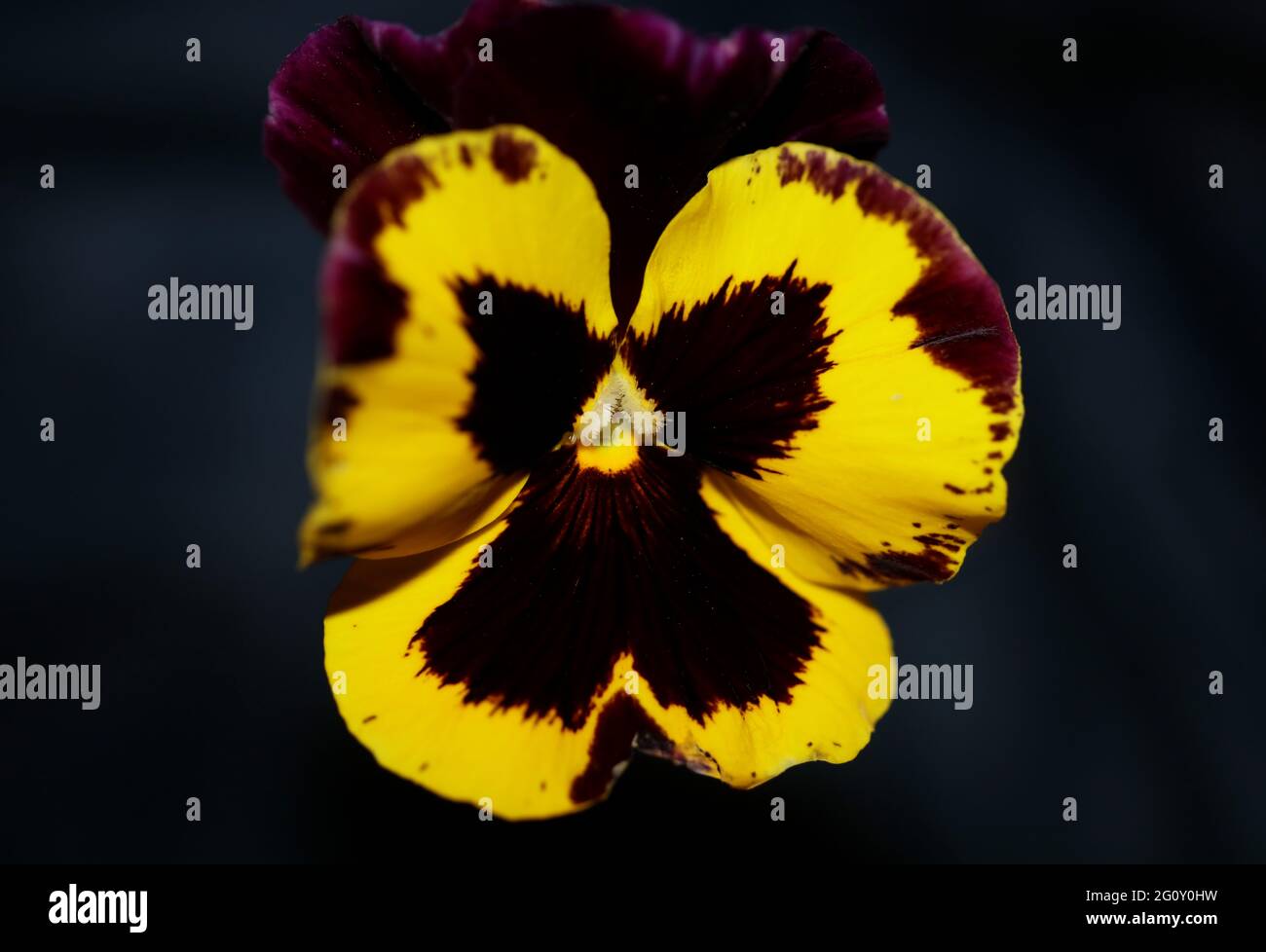 Colorful viola flower blossom family violaceae close up botanical ...