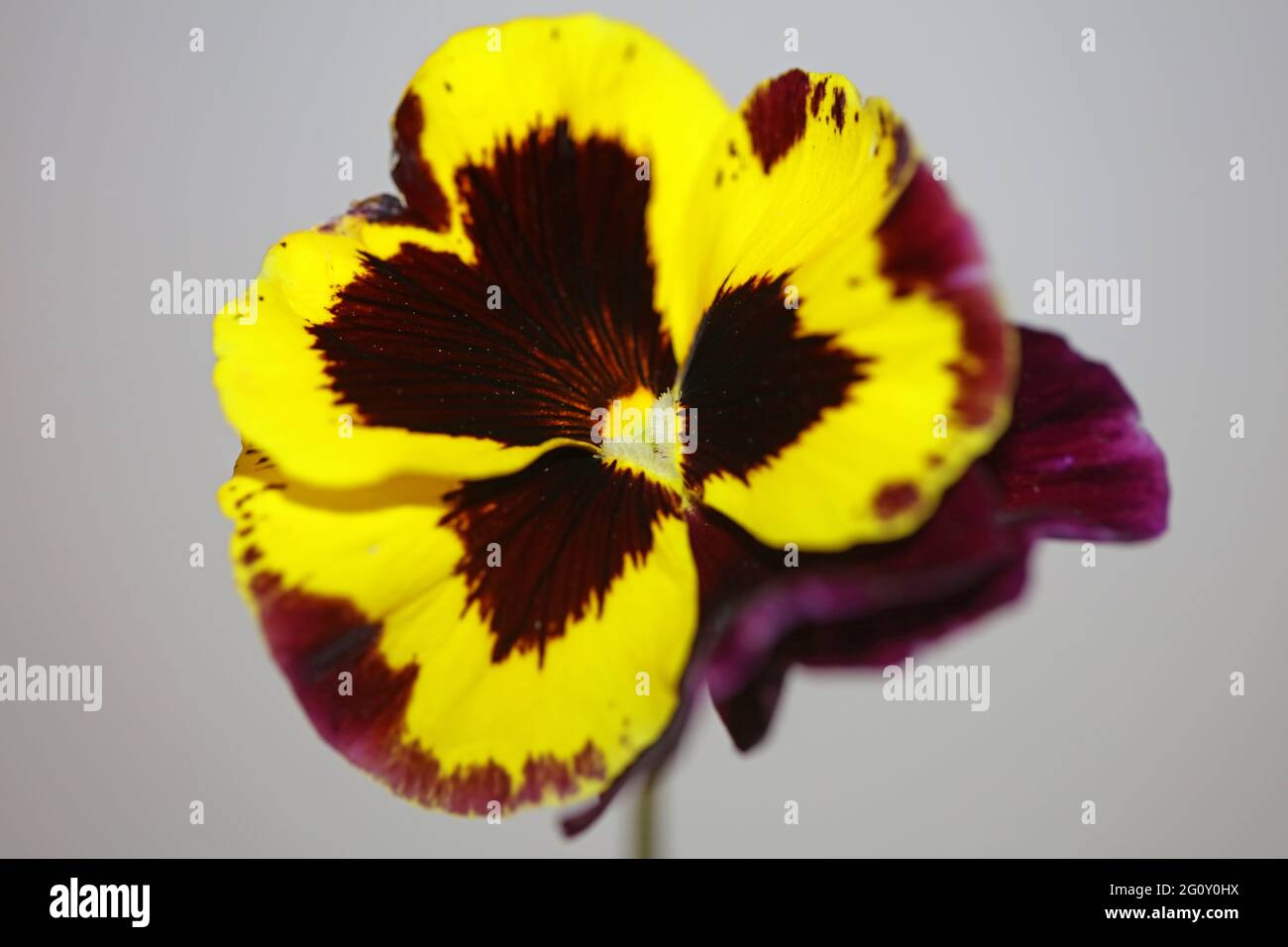 Colorful viola flower blossom family violaceae close up botanical ...