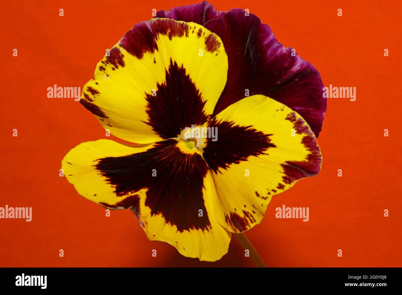 Colorful viola flower blossom family violaceae close up botanical ...