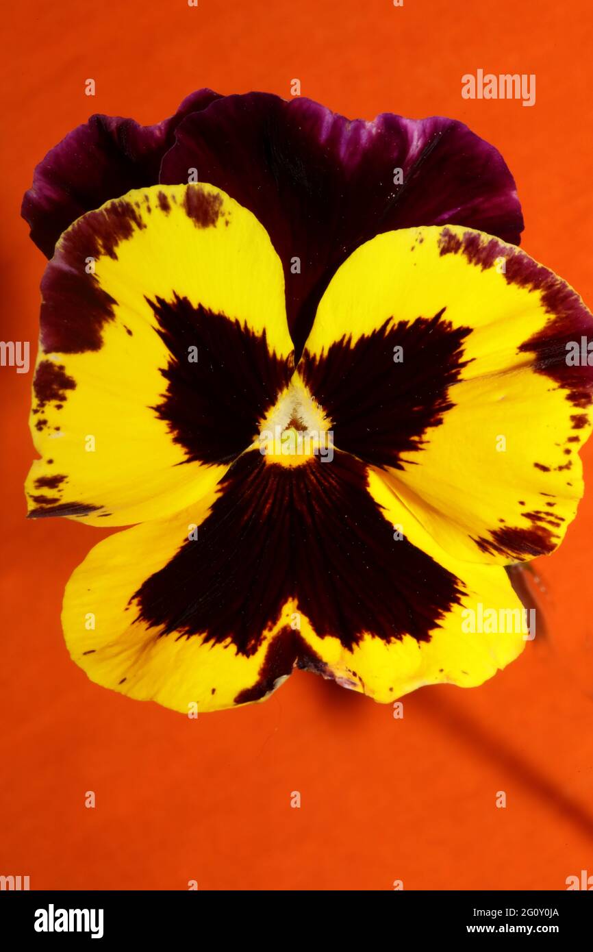 Colorful viola flower blossom family violaceae close up botanical ...