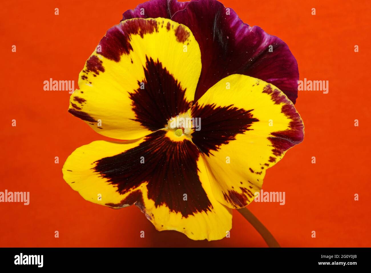 Colorful viola flower blossom family violaceae close up botanical ...