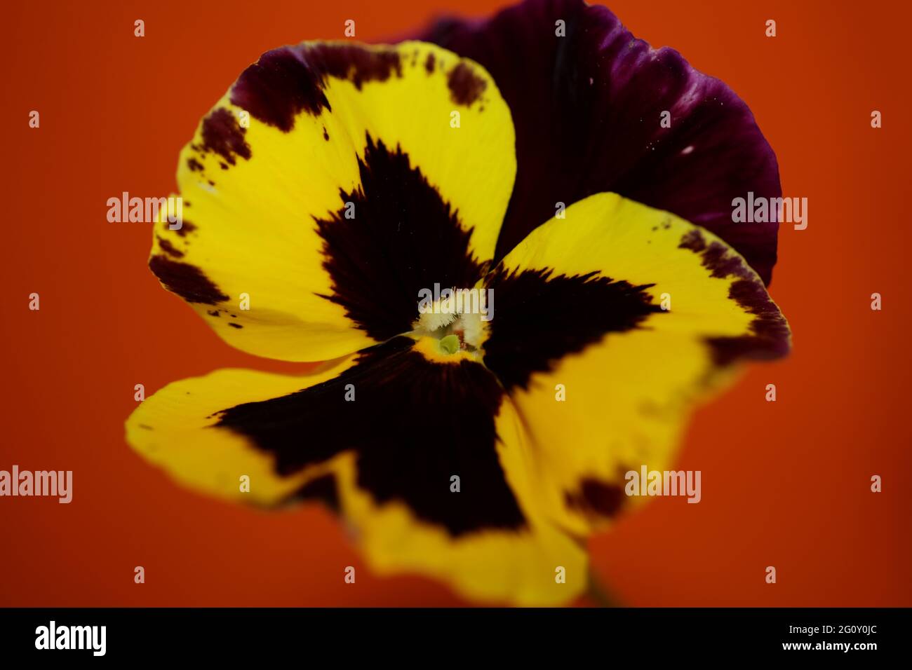 Colorful viola flower blossom family violaceae close up botanical ...