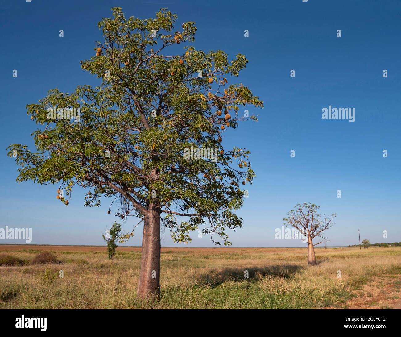 Boab trees, Adansonia gregorii, in Kimberly region of Western Australia ...