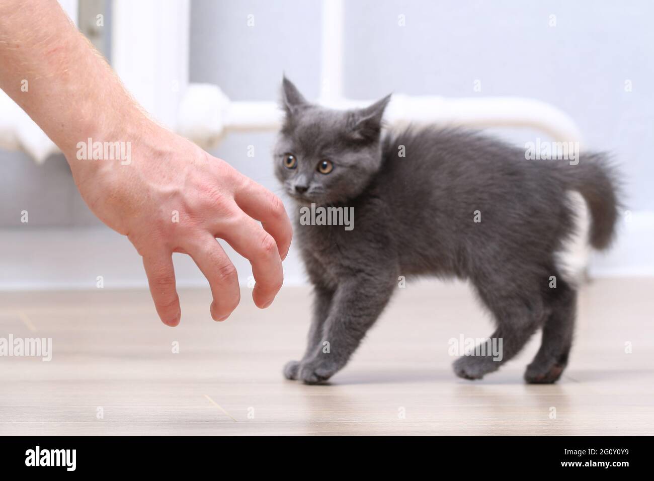 Small gray kitten plays with hands. The cat scratches and bites his ...