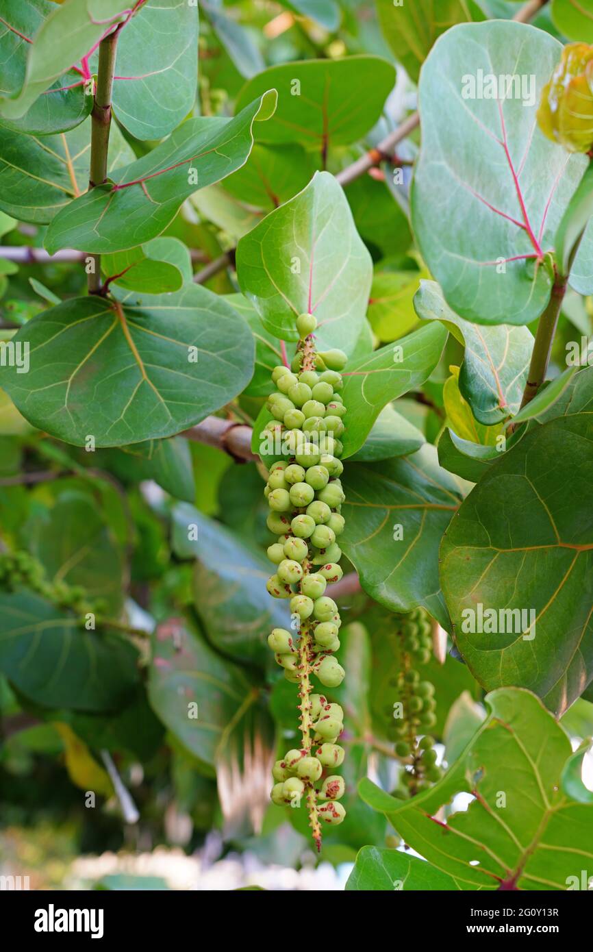 Tropical sea grape shrub with green, yellow, and red mottled leaves and ...