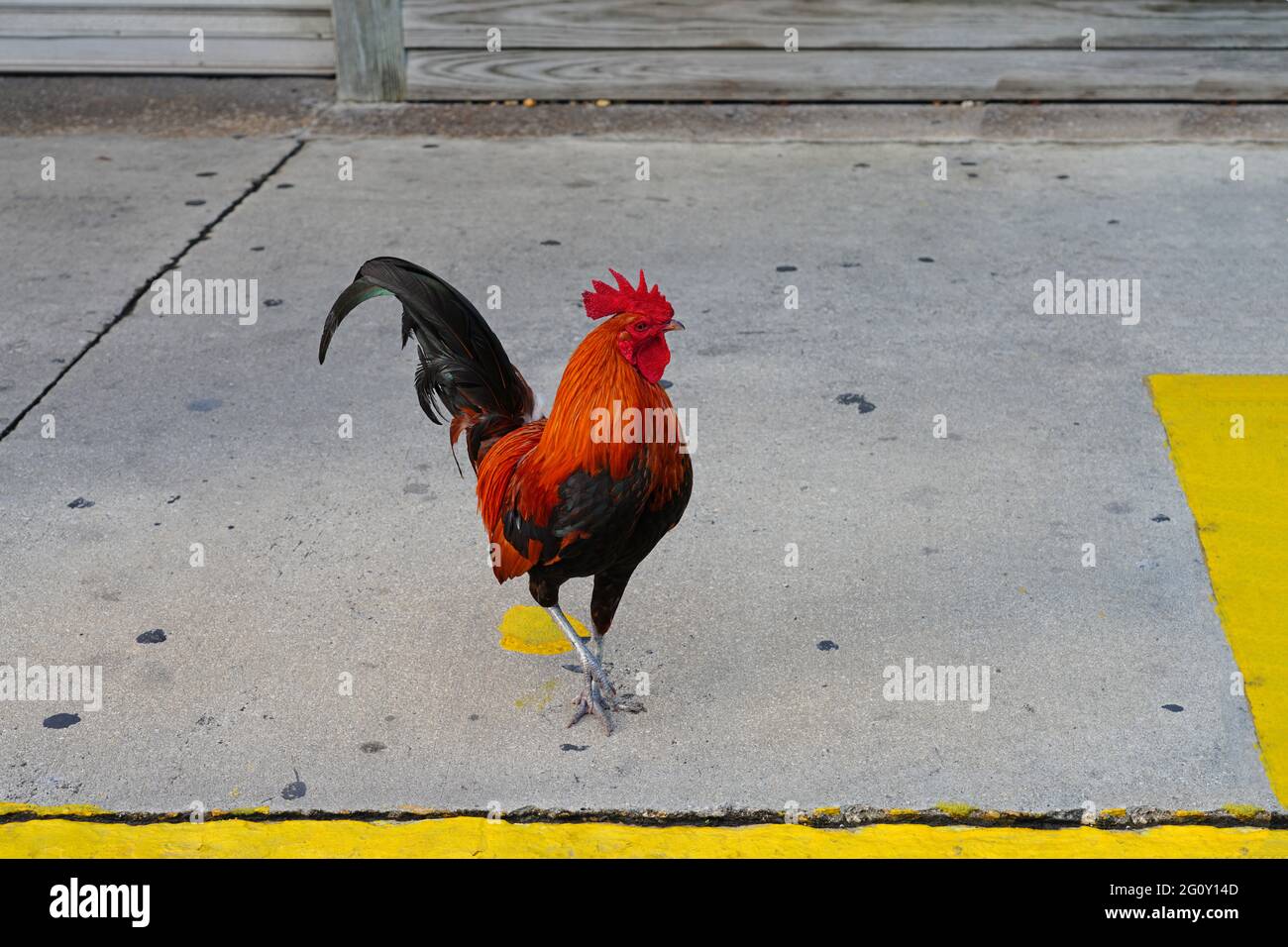 A rooster chicken crossing the road in Key West, Florida Stock Photo ...