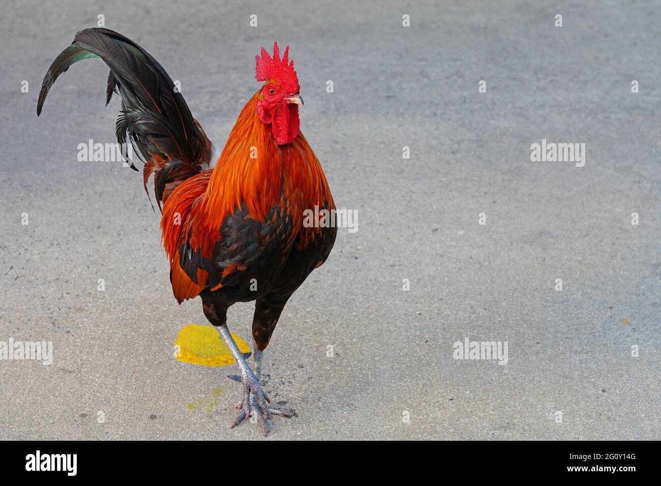 A rooster chicken crossing the road in Key West, Florida Stock Photo ...