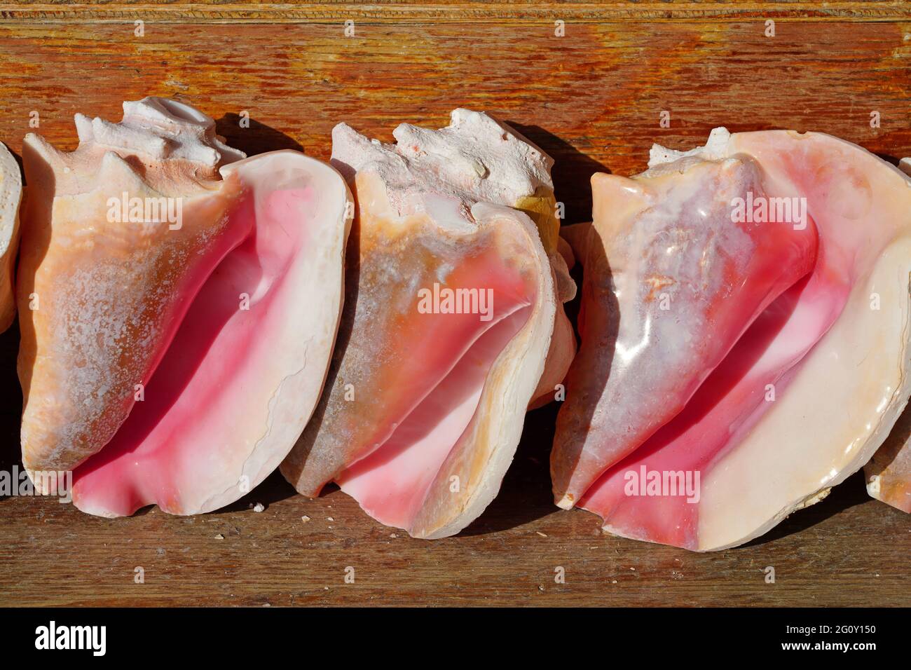 Pink sand beach conch hi-res stock photography and images - Alamy