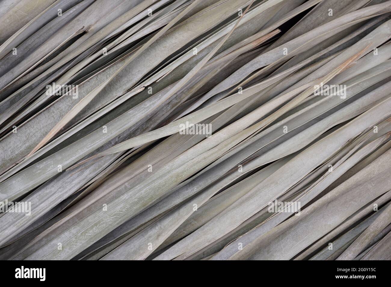 Dried natural palm leaves with muted grey beige colors texture pattern ... Dried natural palm leaves with muted grey beige colors texture pattern ...