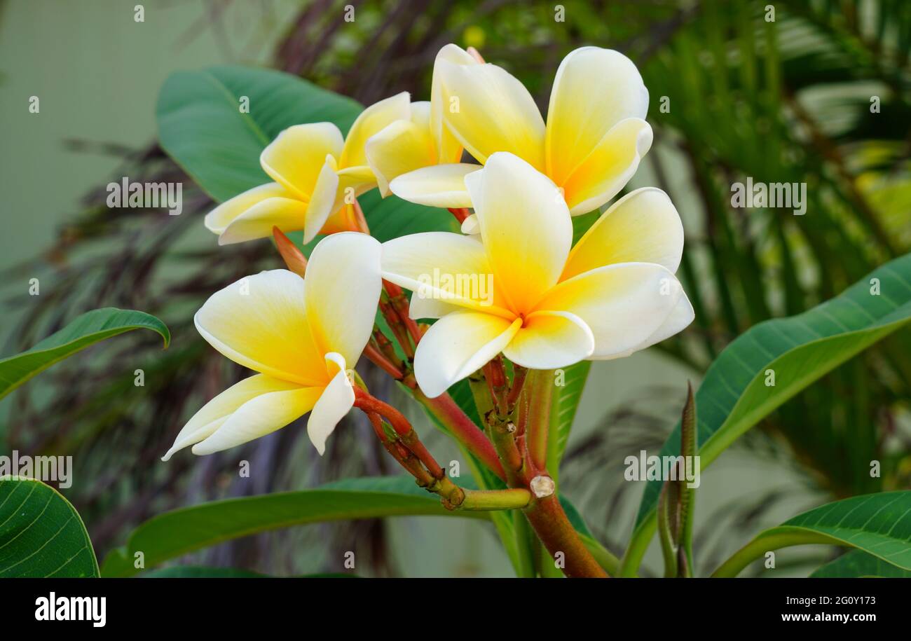 Fragrant blossoms of white and yellow frangipani flowers, also called ...
