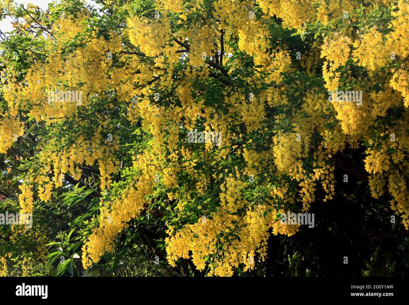 Laburnum x vossii 'Watereri' Stock Photo - Alamy