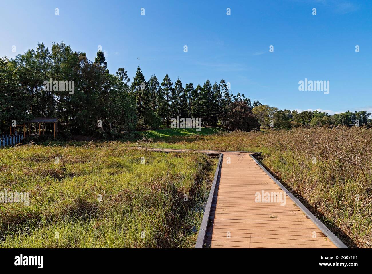 Timber boardwalk through green hi-res stock photography and images - Alamy